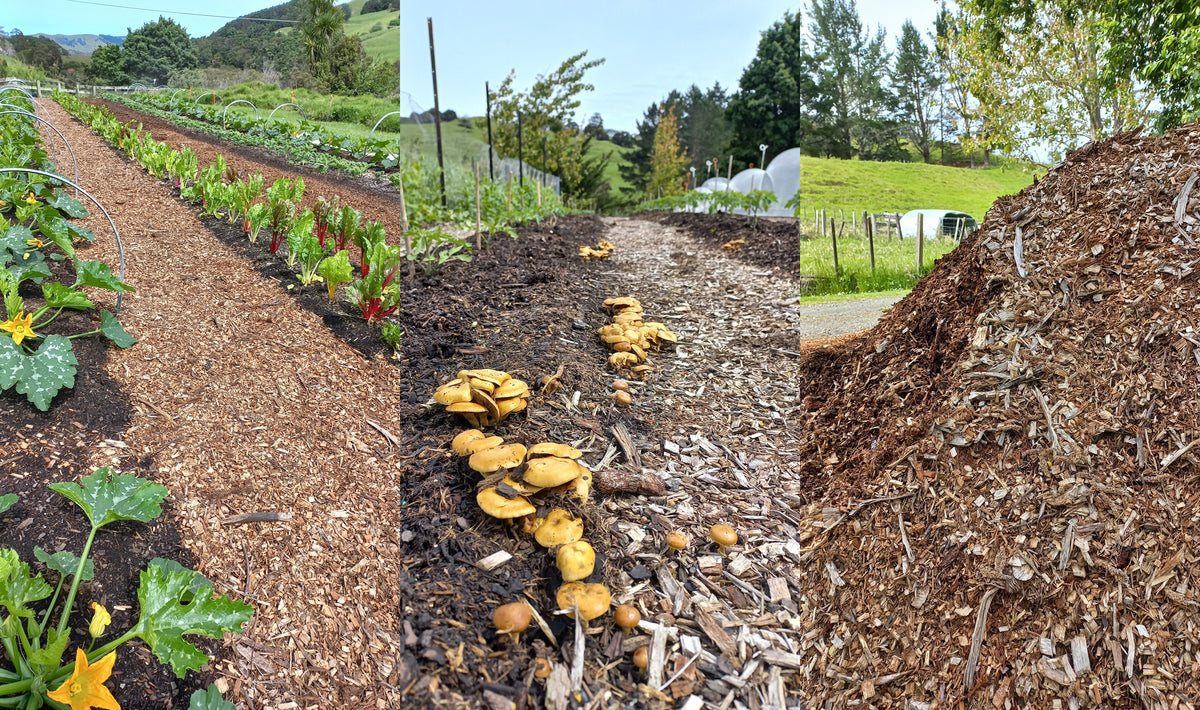 vegetable garden paths