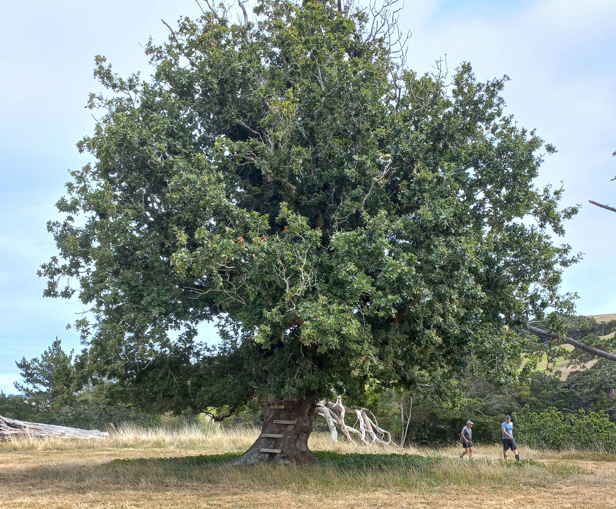 The big old oak tree – Salty River Farm shop