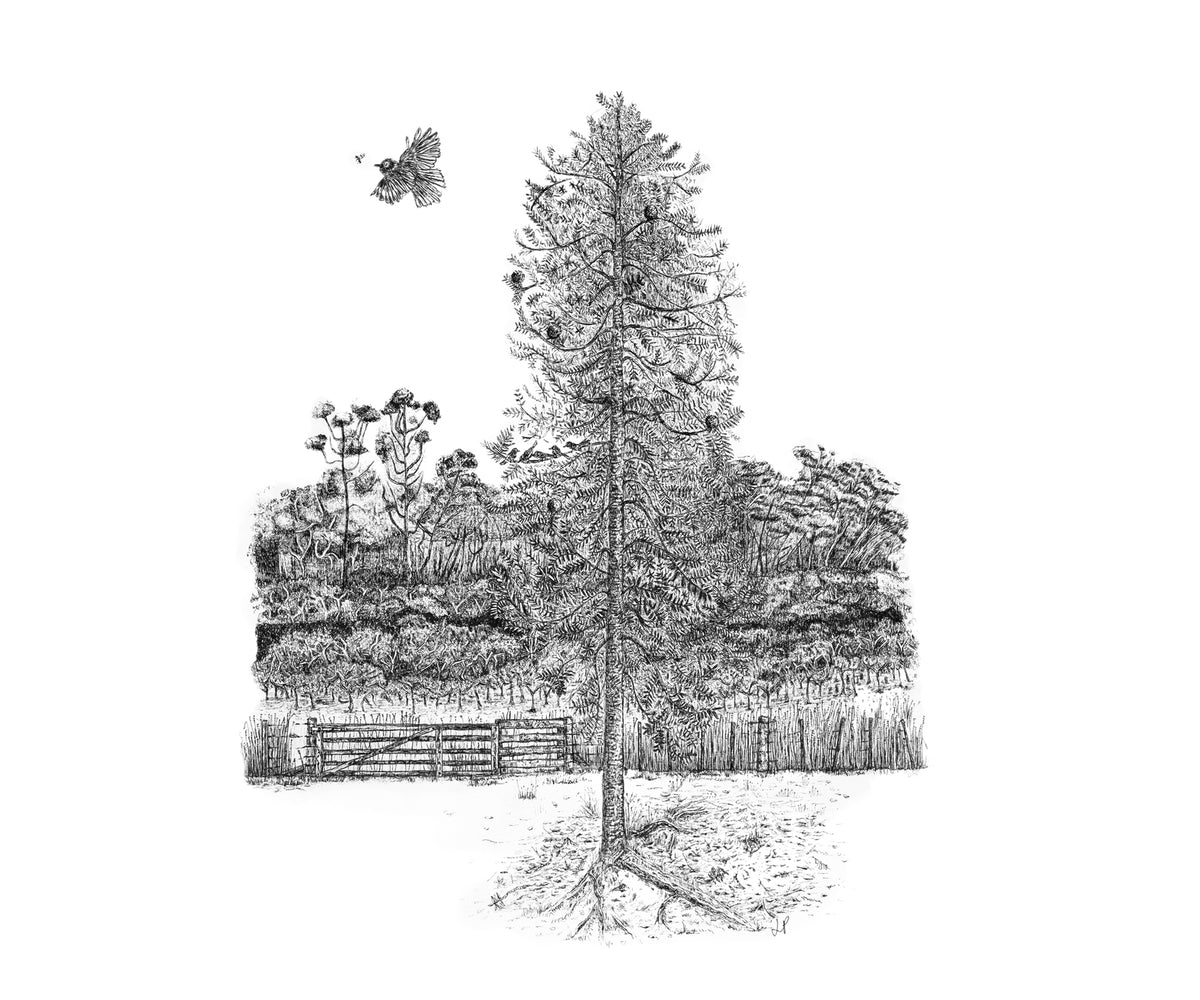 Kauri tree illustration, A3 - unframed art print - NZ wide shipping in ...